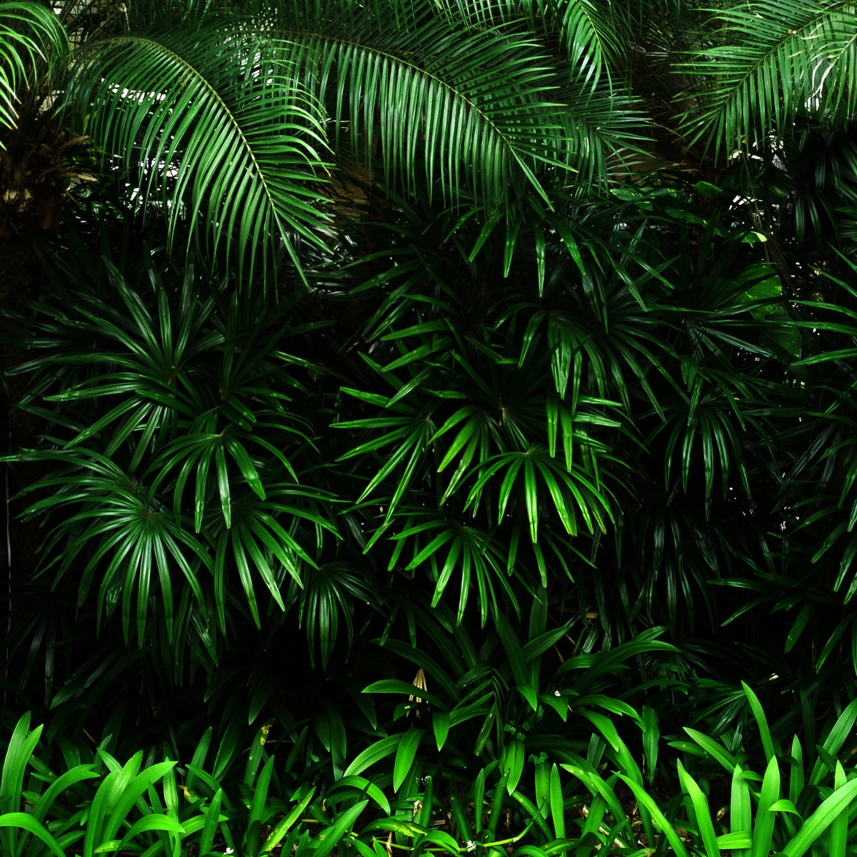 Creating an Edible Forest in Your Backyard: The Wonders of Tropical ...